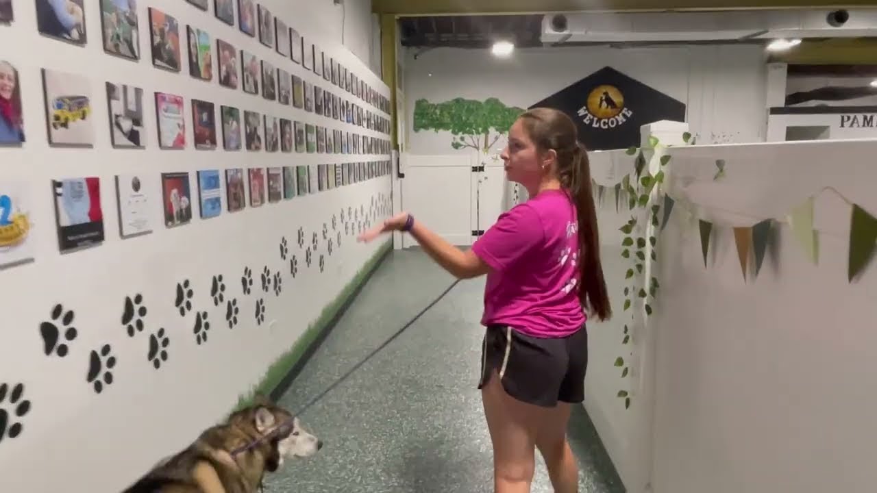 Tour inside doggie daycare at House of Dog Retreat & Spa - YouTube