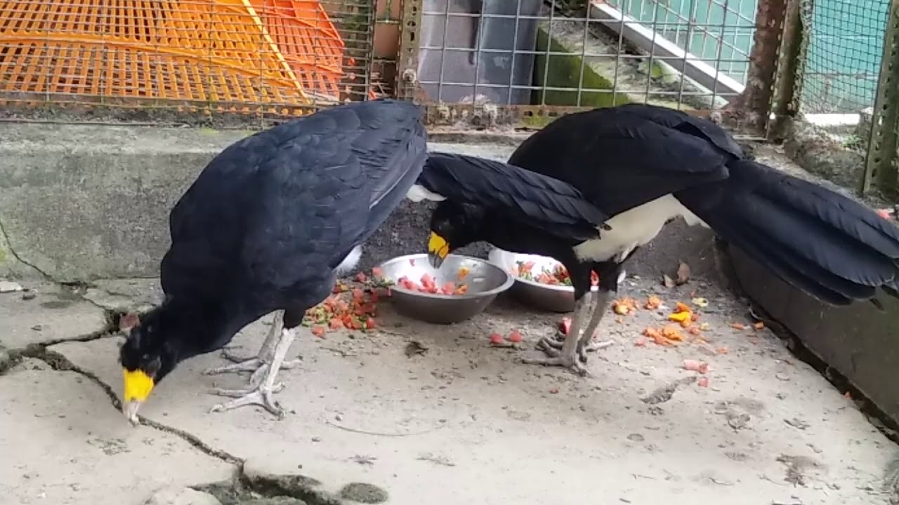 Powis In Guyana - YouTube