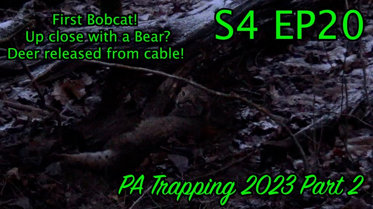 PA BOBCAT TRAPPING Public Land Bear encounter! - YouTube