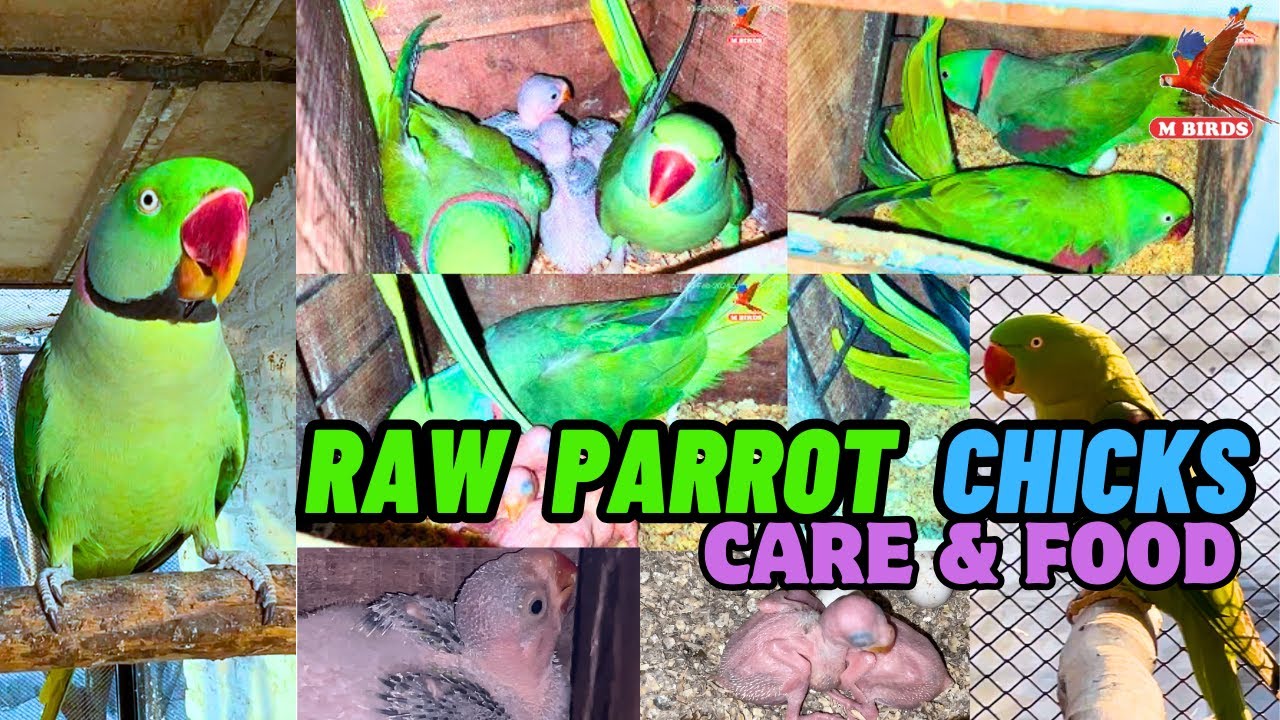 Parrot Parenthood: Raw & Real Care for Parrots and Chicks | Mbirds803 ...