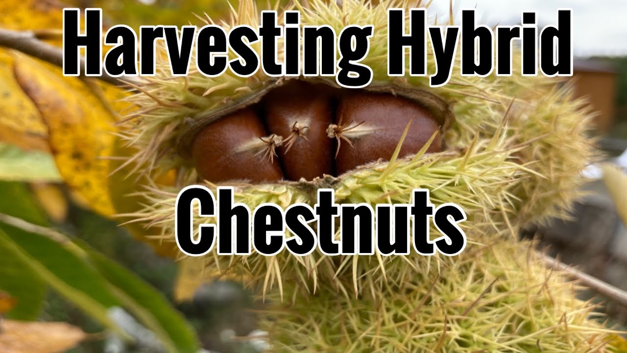 Harvesting Hybrid Chestnuts in 2022 - YouTube