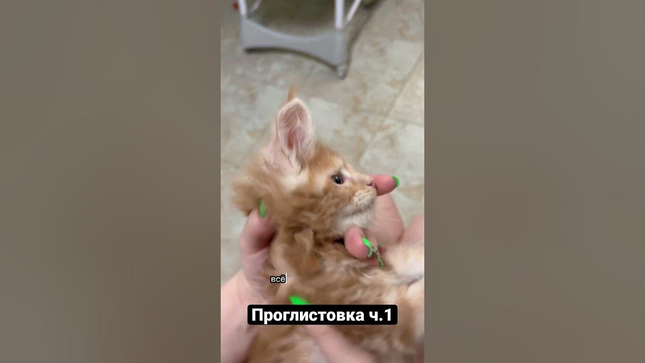 Проглистовка котят. Как правильно закладывать таблетку. Быстро и ...