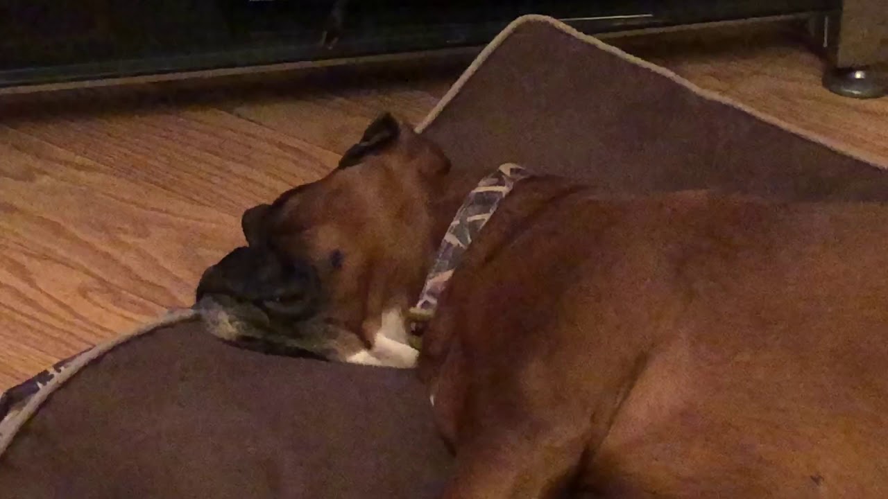 Max the boxer sleeping/snoring - YouTube