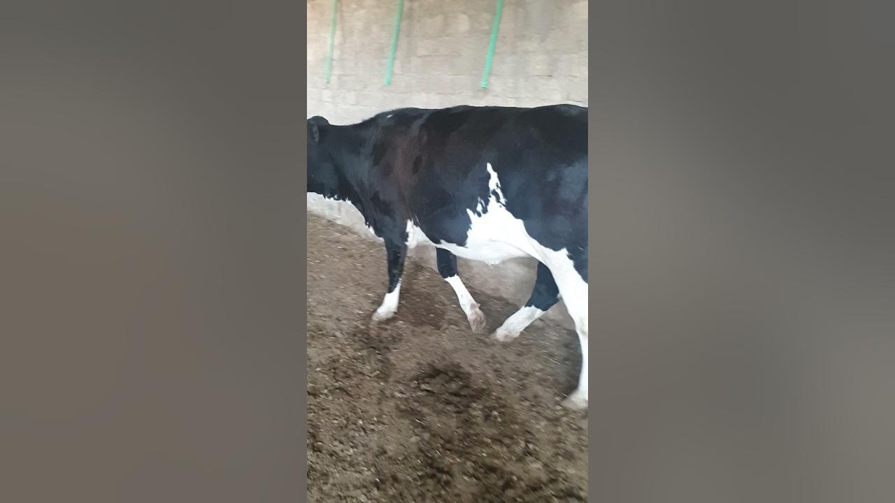 Hiefer for sale freezen and Jersey price very cheap 1.5 lakh to 2.5 ...