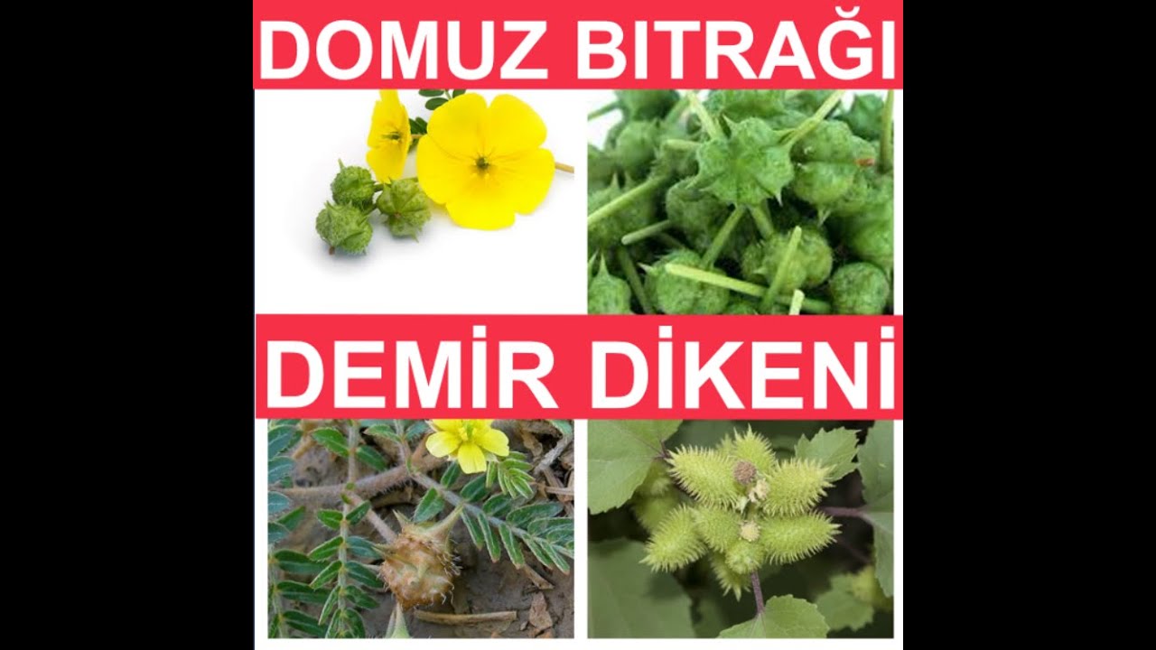 BU ÖZEL ŞİFALI OTLARI BAHÇEMİZDE YETİŞDİRDİK ŞİMDİ HASAT ZAMAVI DOMUZ ...