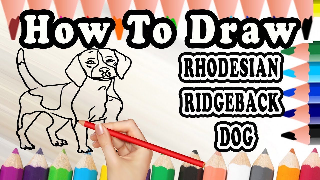 How To Draw A Rhodesian Ridgeback DOG - YouTube