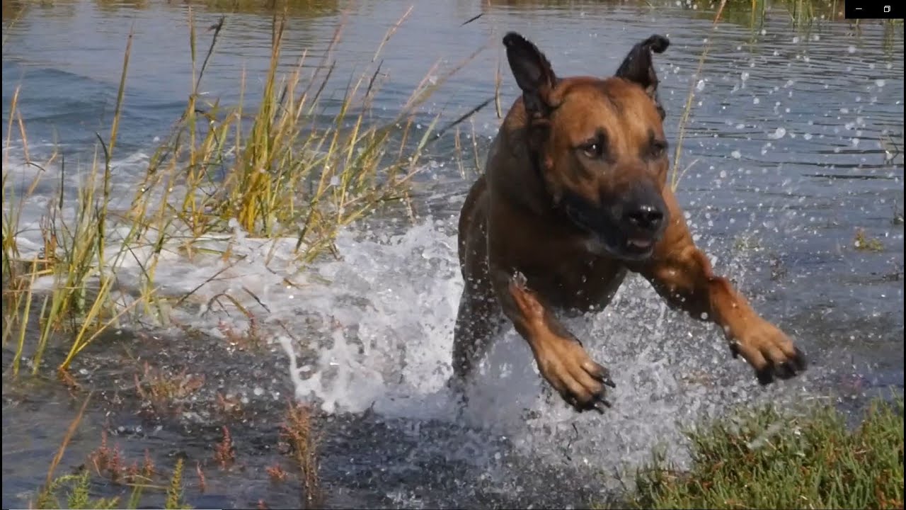 Rhodesian Ridgeback in Ocean Beach Tide Pools (Slow Motion) - YouTube