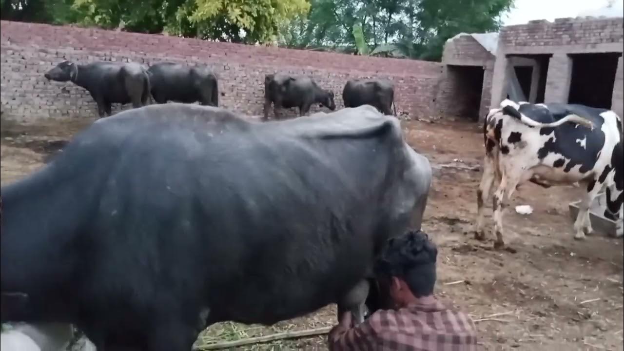 Bilal Bhai Ki Hawali Ka Visit 😅 Youtube