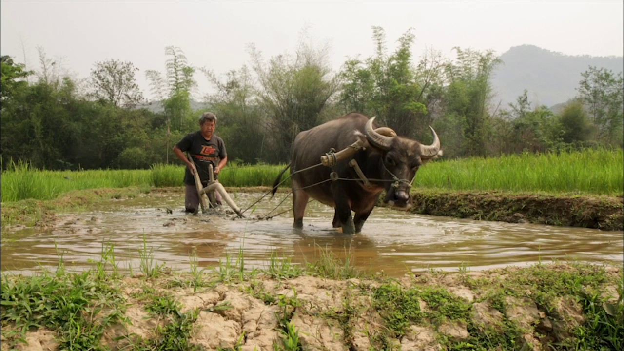 Laos Farming Life - YouTube