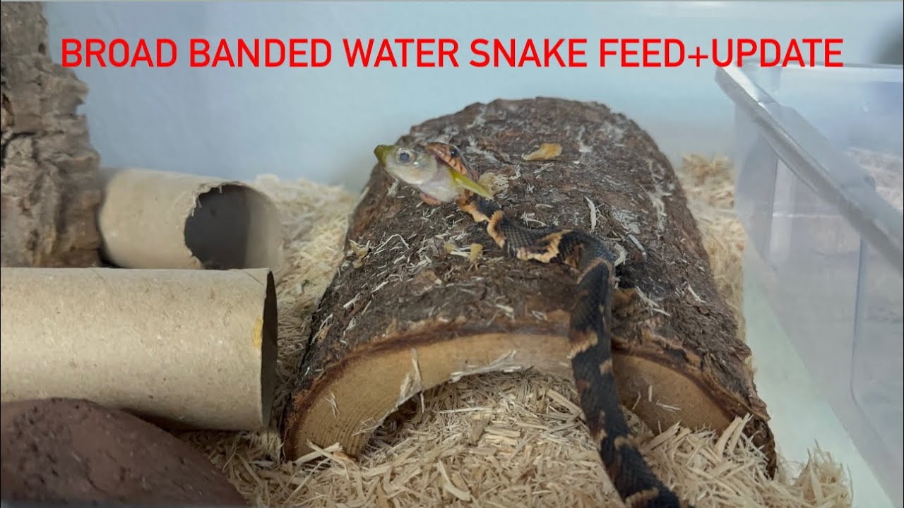 Texas Broad Banded water snake feeding & care update - YouTube