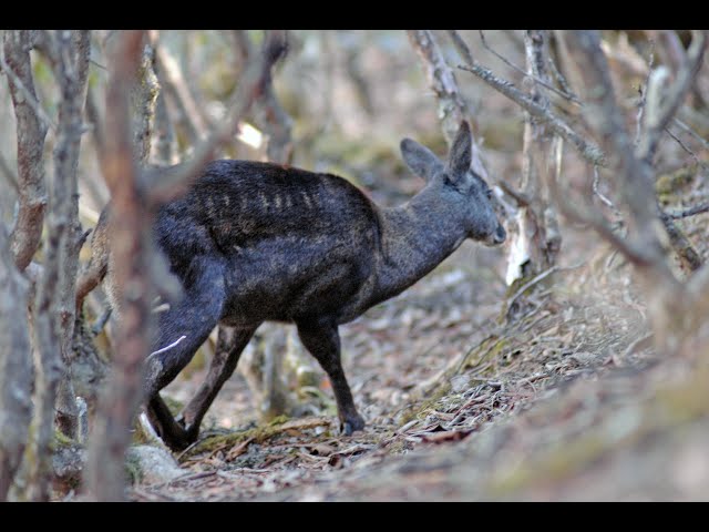 Himalayan Musk Deer Pods Musk Deer Hi Res Stock Photography And Images