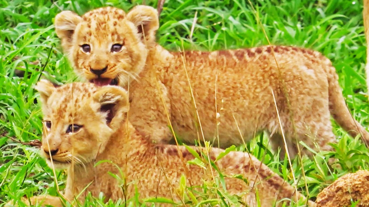 Tiny Lion Cubs Find Weird Chew Toy - YouTube