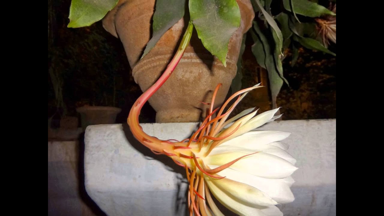 Brahma Kamalam in full bloom - YouTube