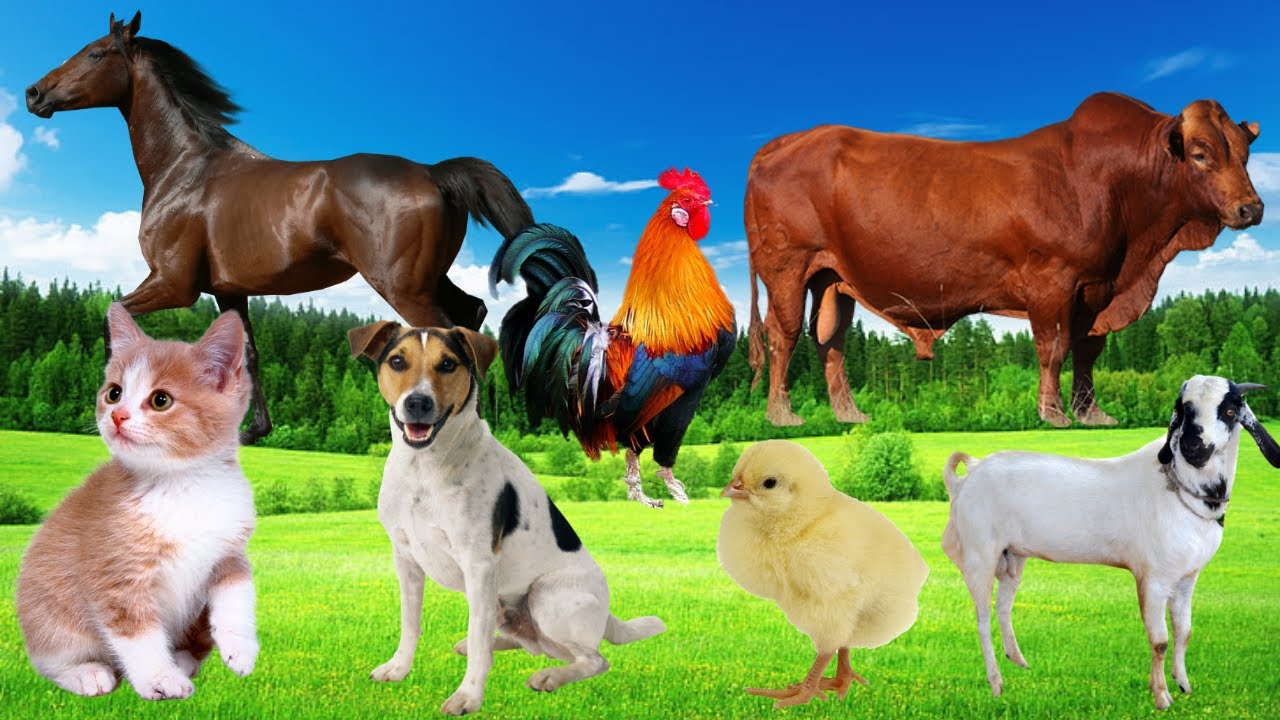 Baby farm animal moments - cat, pig, horse, sheep, cow, chick, dog ...