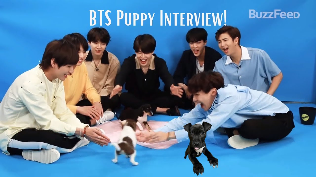 BTS Interview with PUPPIES! 🐶🐾| Puppy Week Day 1 - YouTube