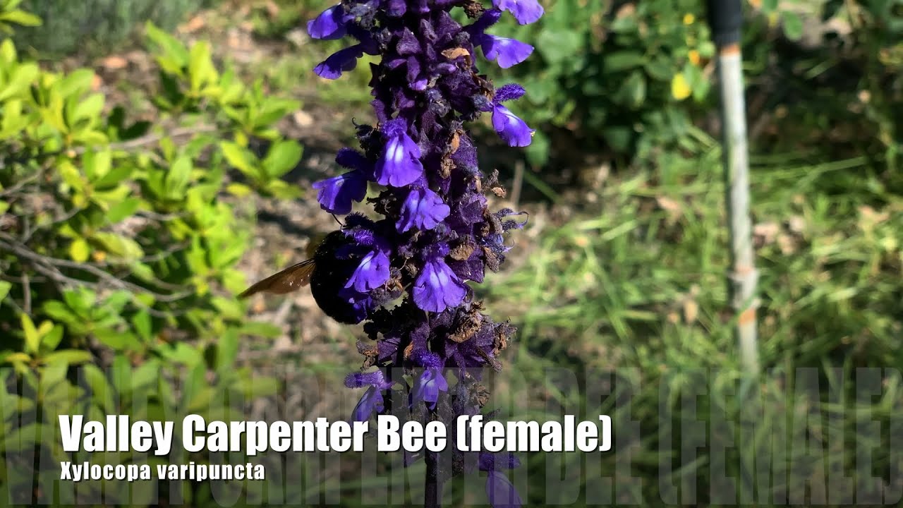 Valley Carpenter Bee (female) (Xylocopa varipuncta) - YouTube