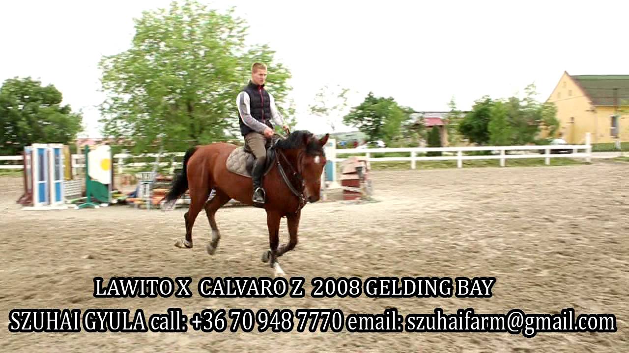 24. LAWITO X CALVARO Z/JUMPING HORSES FOR SALE - YouTube