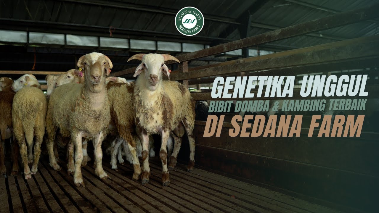 GENETIKA UNGGUL! BIBIT DOMBA & KAMBING TERBAIK DI SEDANA FARM - YouTube