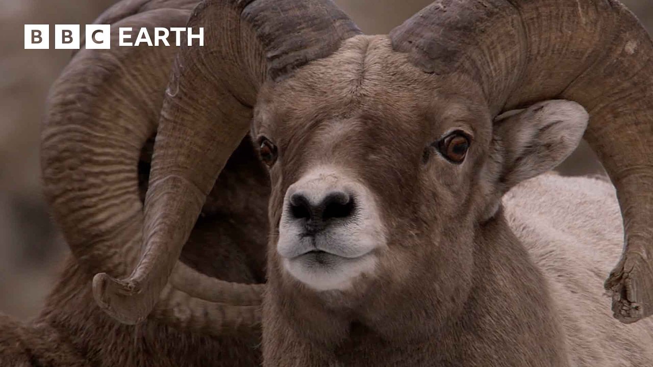 Bighorn Sheep Battle For Mating Rights | Yellowstone | BBC Earth - YouTube
