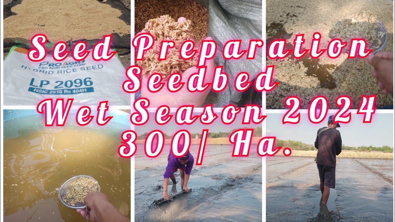 Ver.02 Seed Preparation| SeedBed| LP2096 300 per Hectare Wet Season ...