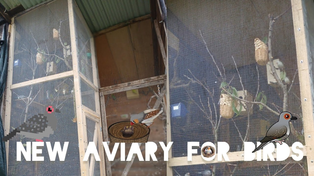 New aviary for diamond doves and finches - YouTube