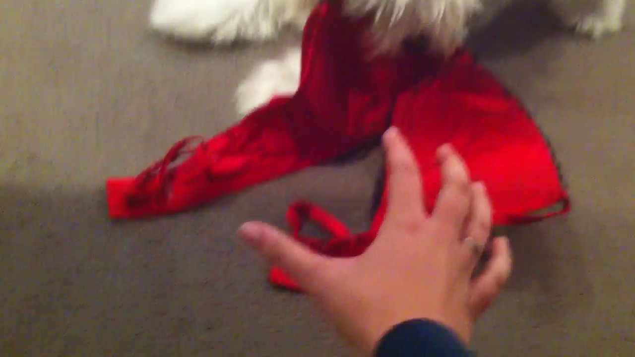 My Dog Won t Stop Taking Things From Me Funny Dog Video YouTube my-dog-won-t-stop-taking-things-from-me-funny-dog-video-youtube