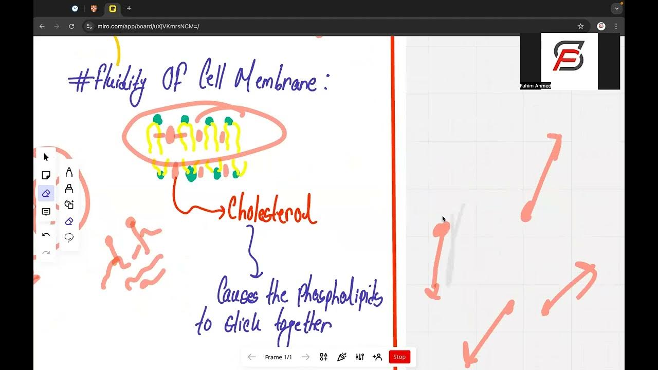 Cell Membrane , A levels , Part 1 - YouTube