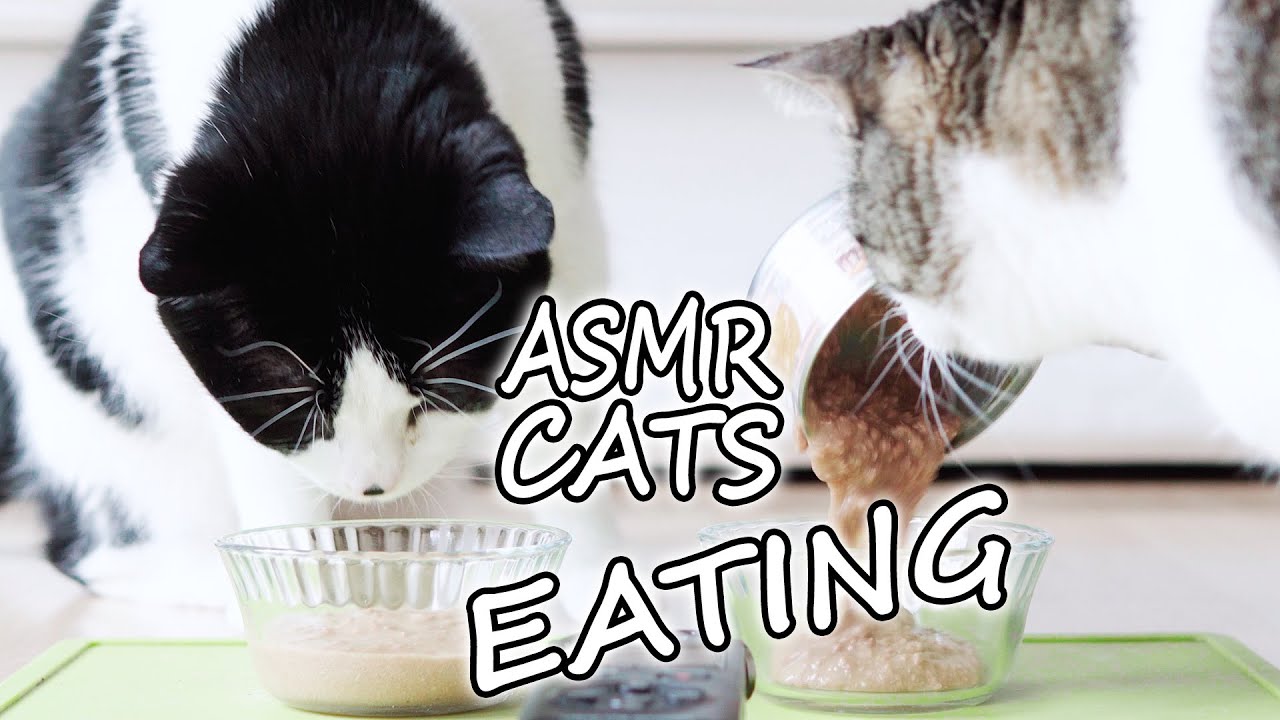 🎧 ASMR Cats Eating #61 - YouTube