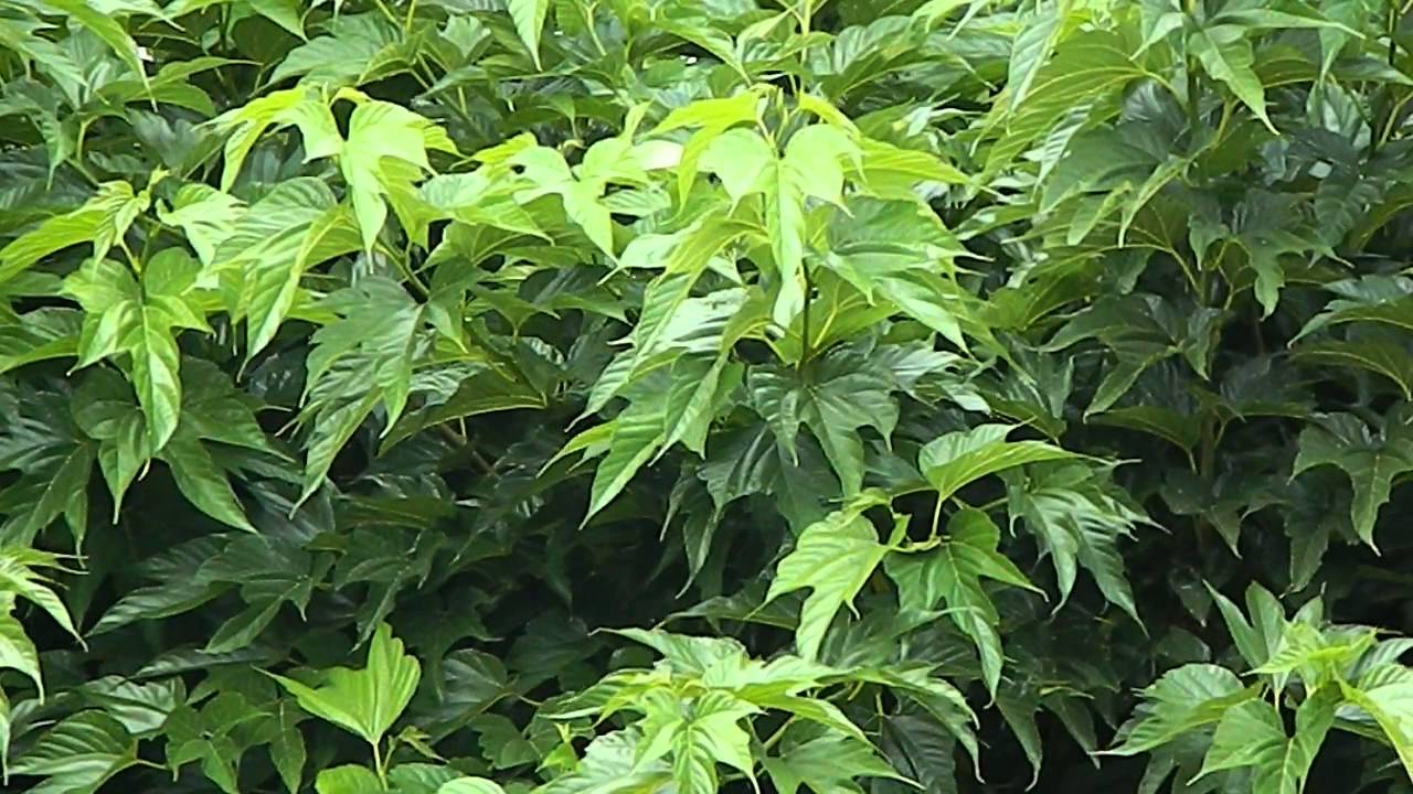morus alba macrophylla - YouTube