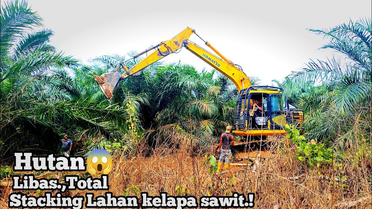 STACKING,|| LAHAN SAWIT. PROSES PEMBUATAN PASAR PIKUL MENGGUNAKAN ...