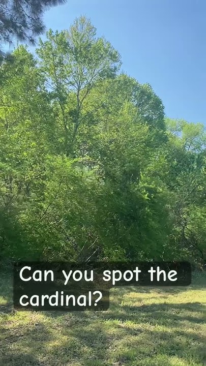 I spy #ispy #spy #cardinal #cardinals #birds #nature #outdoors - YouTube