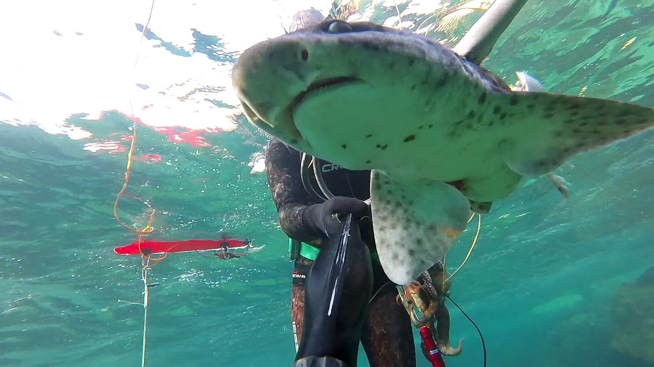 Spearfishing - one winter day 2020 - YouTube