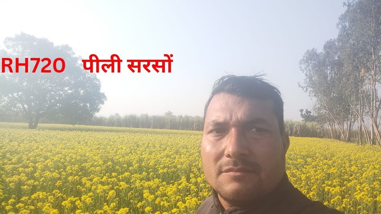 पीली सरसों किस्म RH720 , 28 नवंबर 2024# पीली सरसों - YouTube