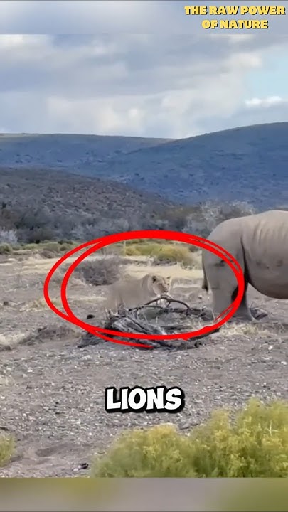 Rhino Attacked by Lions - YouTube