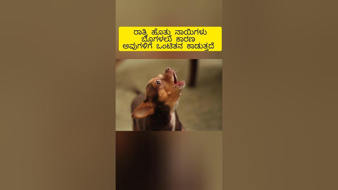 ನಾಯಿಗಳು ರಾತ್ರಿ ಹೊತ್ತು ಬೊಗಳಲು ಕಾರಣವೇನು ನಿಮಗೆ ಗೊತ್ತಾ Youtube