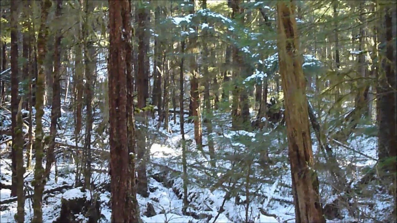 Ketchikan Wolf - YouTube