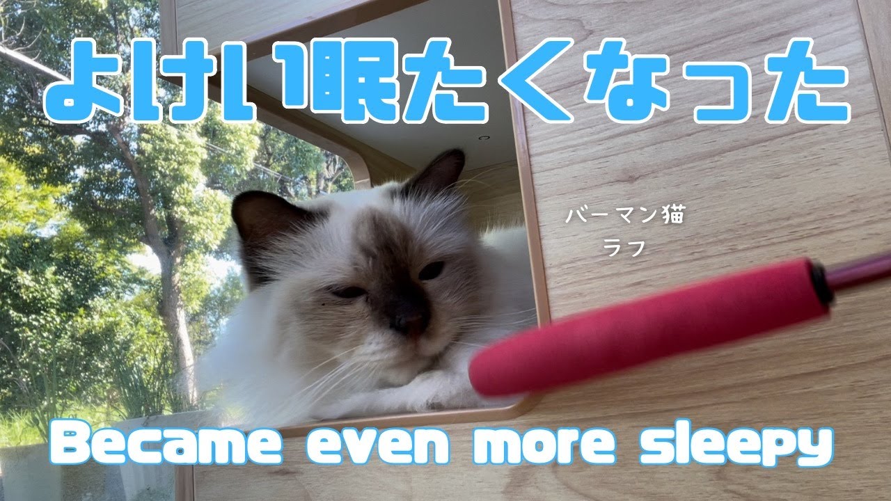 バーマン猫ラフ【よけい眠たくなった】Became even more sleepy（バーマン猫）Birman/Cat - YouTube
