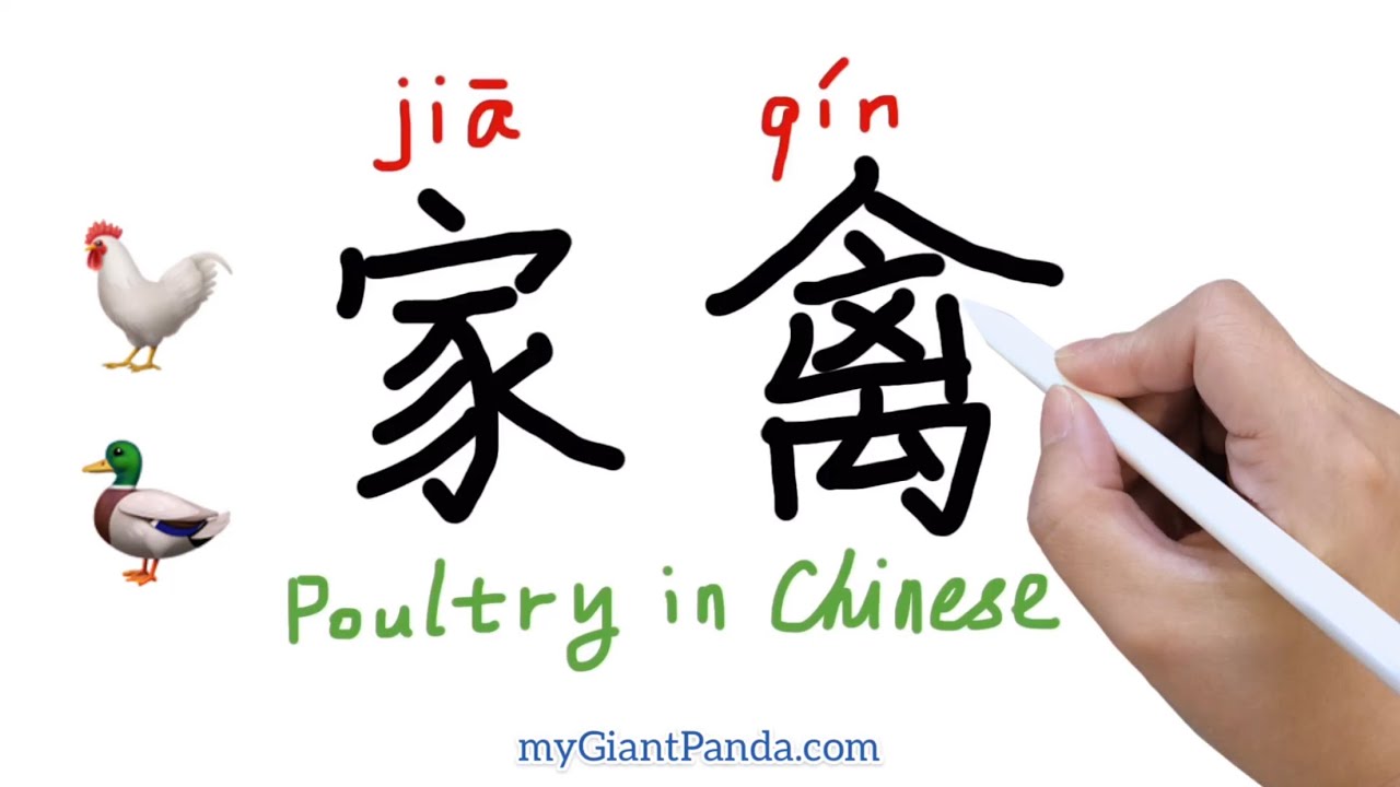 学写字【家禽】🐔Write “Poultry” in Chinese - 鸡Chicken/鸭Duck/鹅Goose/火鸡Turkey/鹌鹑 ...