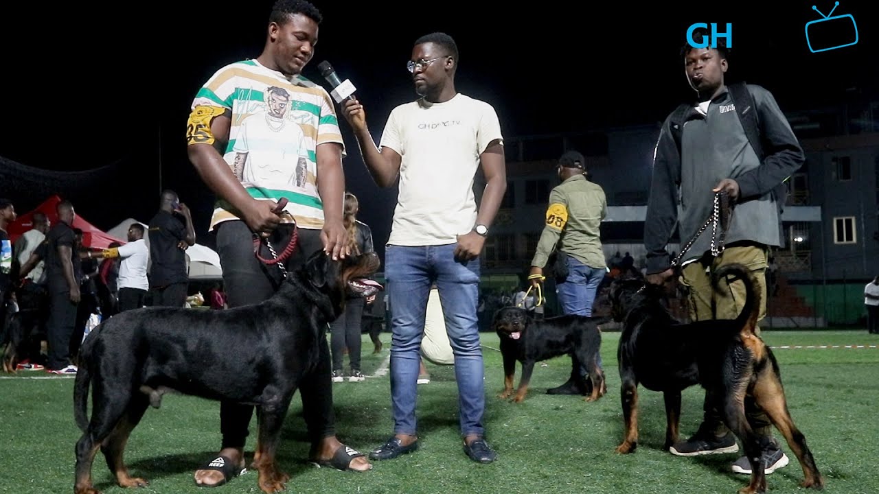 Meet the Best Rottweiler Timathi before he stepped in the ring at the ...