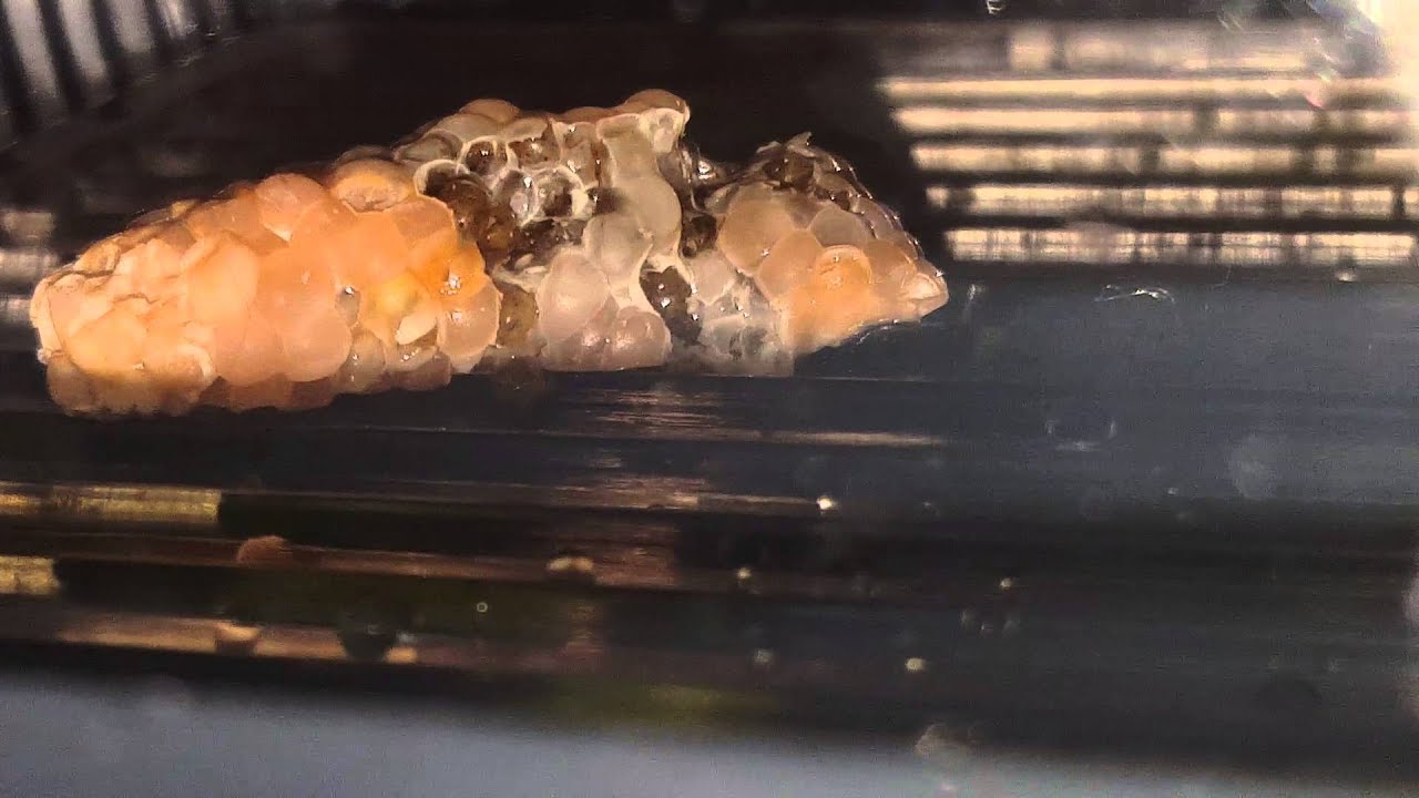 Apple Snail Eggs Hatching - YouTube