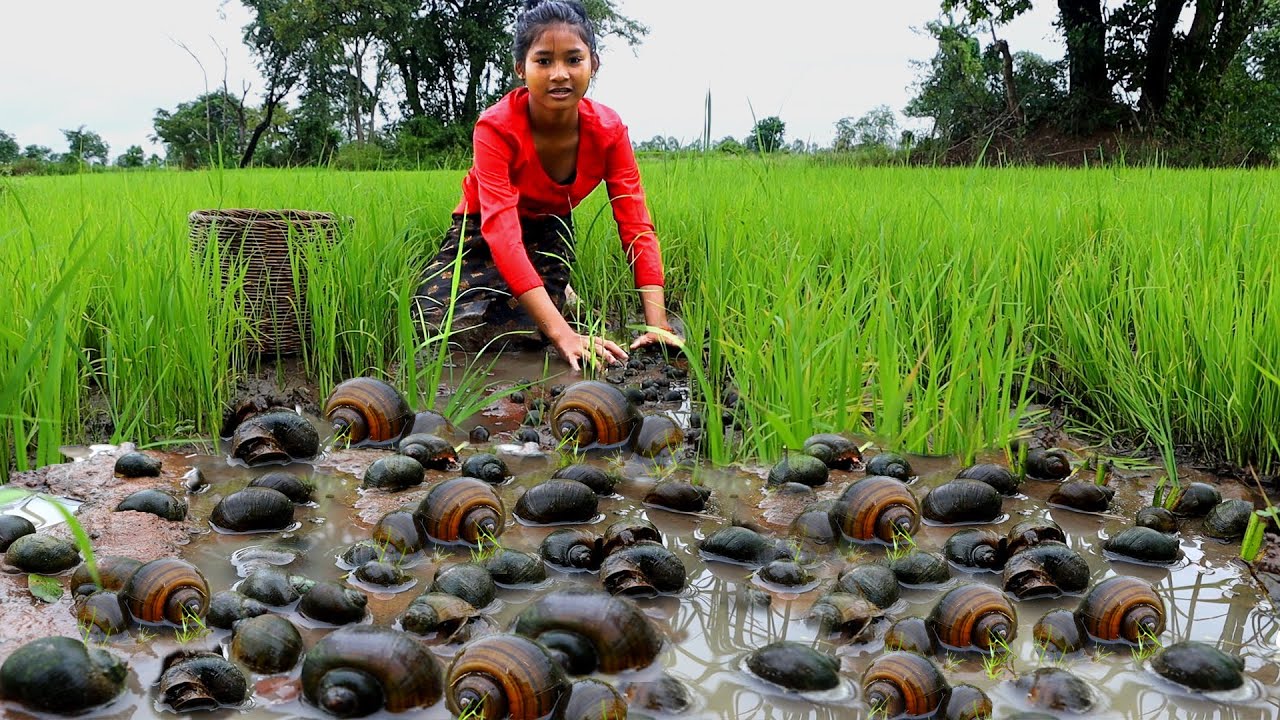 beautiful girl finding snails at rice field - Cooking snails eating at ...