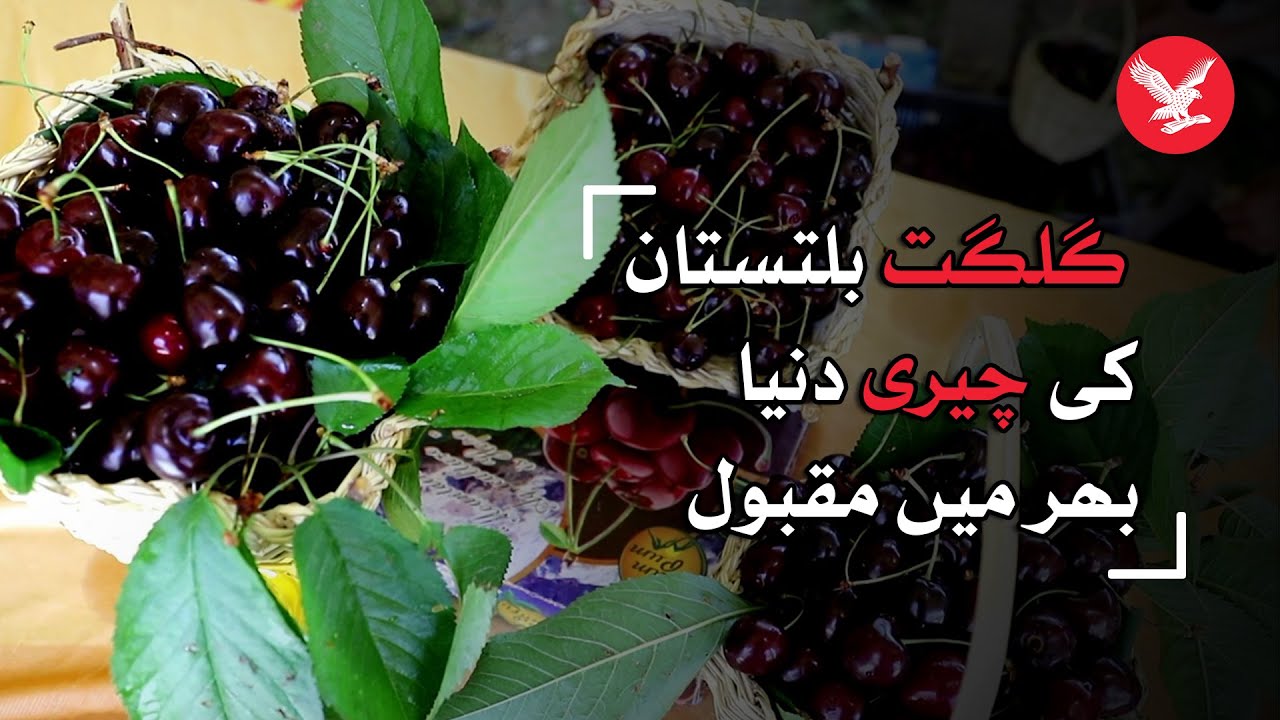 Cherries of Gilgit-Baltistan are popular all over the world - YouTube
