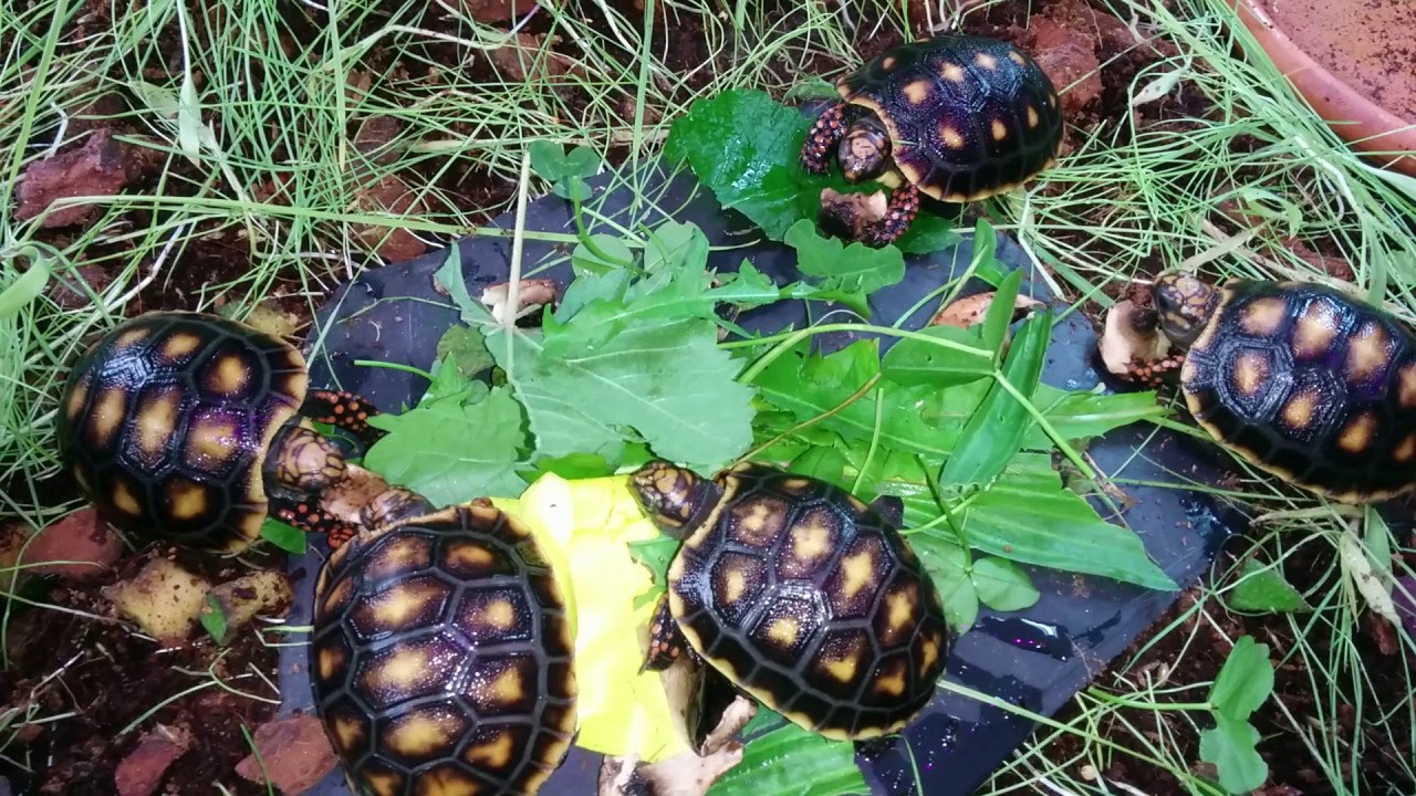 Redfoot hatchlings eating. - YouTube