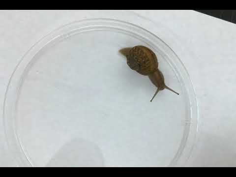Snail Movement from Above - YouTube