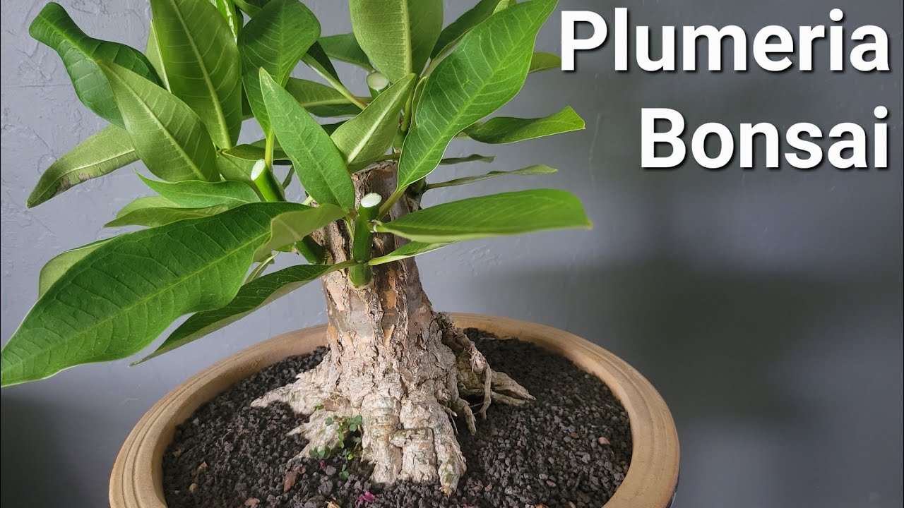Plumeria bonsai pruning - YouTube