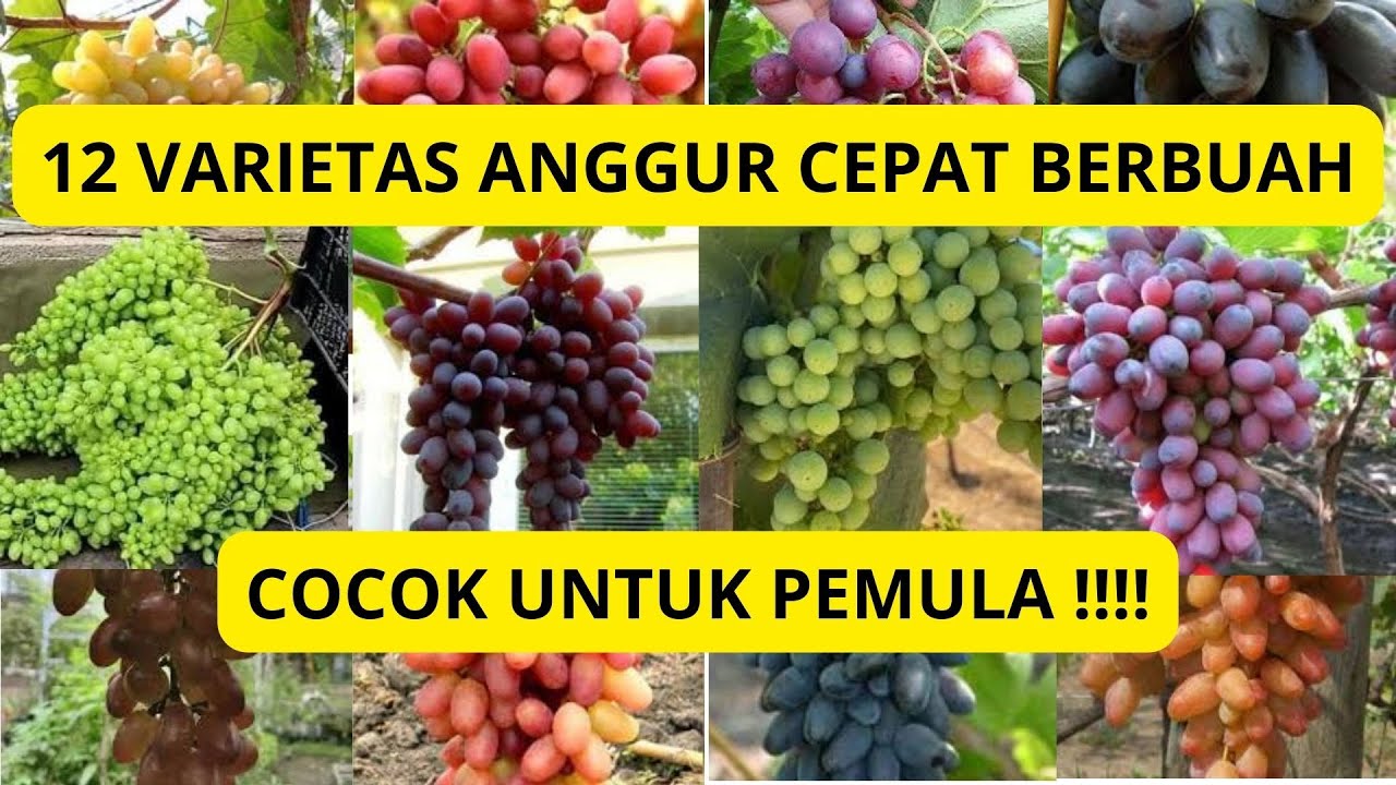 12 Varietas Anggur Cepat Berbuah dan Mudah Dibudidayakan di Indonesia ...