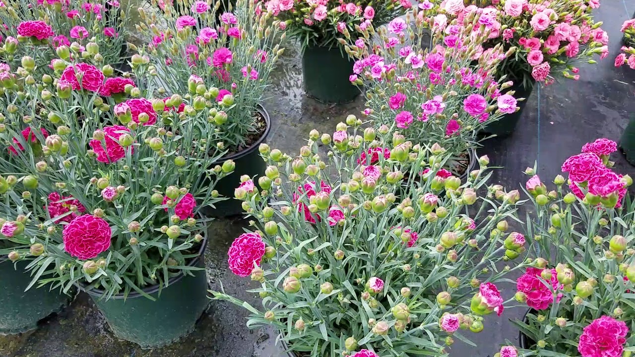 Dianthus Fruit Punch® Raspberry Ruffles (Pinks) - YouTube