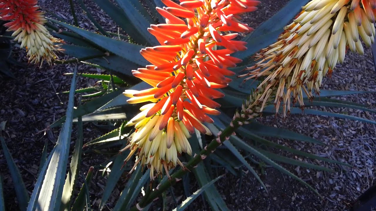Aloe Saturn - High Definition Video 01 by Laborator TEBA - YouTube