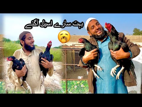 Mini Zoo Aseel Murga Se Full Hugya 🥱