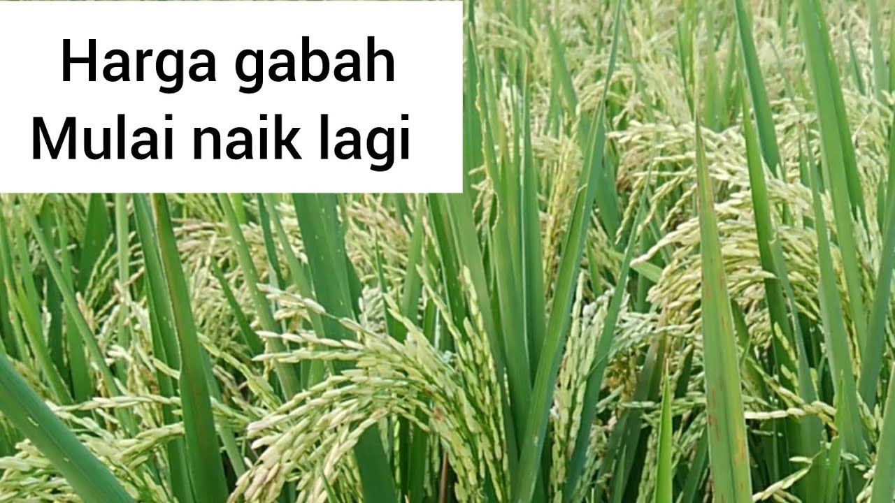 harga gabah mulai naik lagi - YouTube